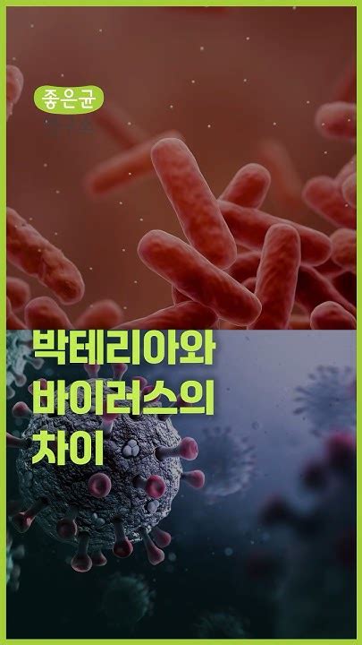 박테리아와 바이러스의 차이 Youtube