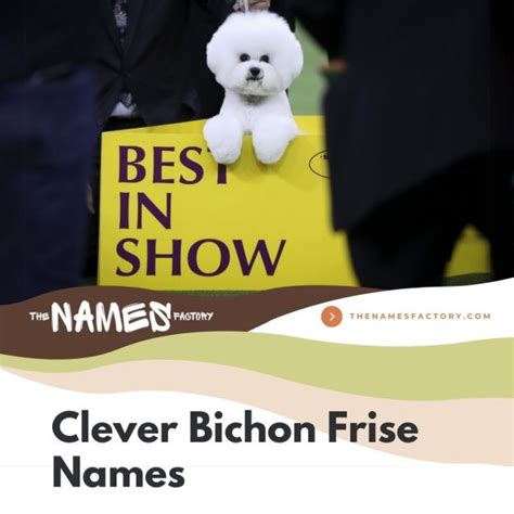 225 Perfect Bichon Frise Names [cute Funny And More ]