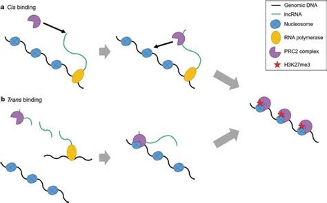 Towards Understanding Of Prc2 Binding To Rna Pmc