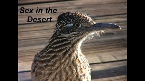 Sex In The Desert Roadrunner Mating Youtube