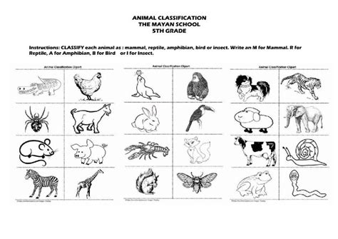 466939 Animal Classfication Gloria Díaz