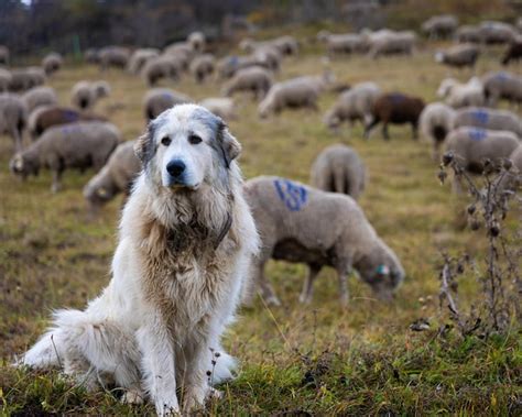 Perro Pastor Vigilando A Las Ovejas En Un Campo Foto Premium