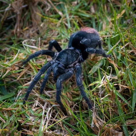 Hapalotremus Marcapata Marcapata Valley Black And Red 0 75 Spider Shoppe