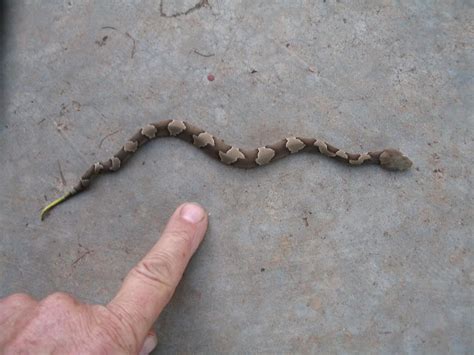 Copperhead Snake Tail At Jerome Henderson Blog