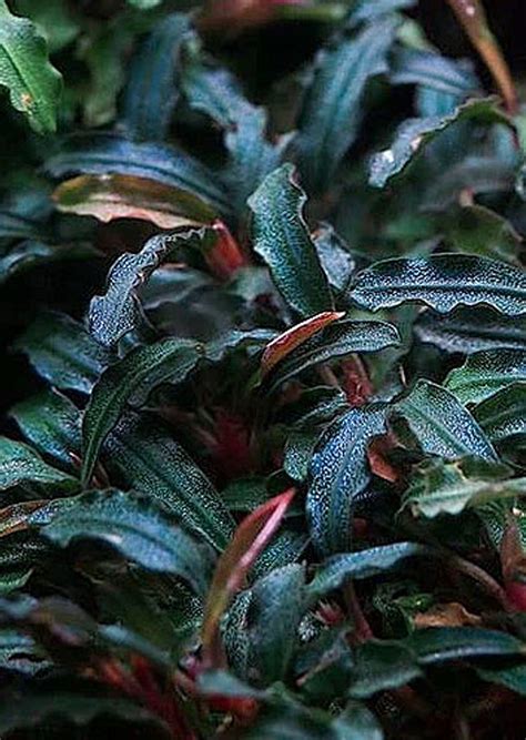Bucephalandra Godzilla Live Aquarium Plants Uae Discusae