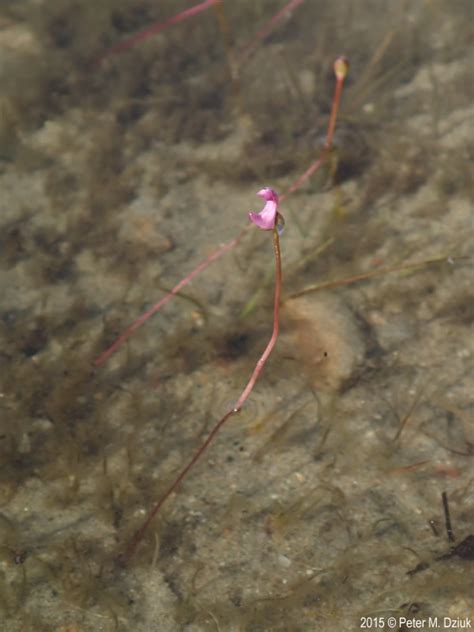 Utricularia Resupinata Alchetron The Free Social Encyclopedia