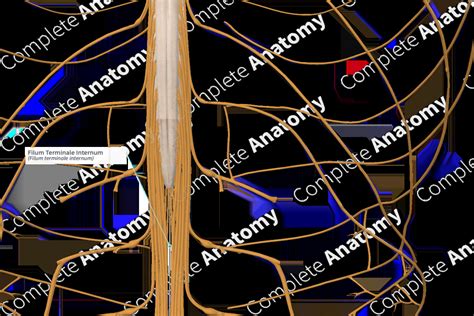Filum Terminale Internum Complete Anatomy