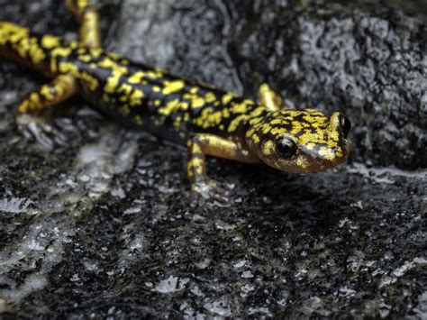 2025 Annual Report Amphibian And Reptile Conservancy