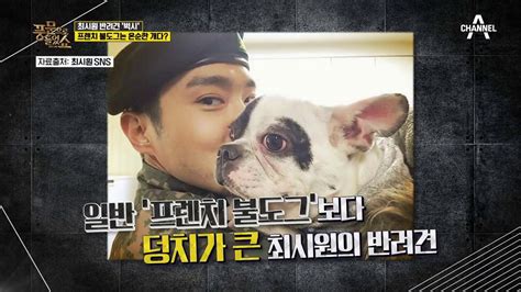 예능 풍문으로 들었쇼 107회171030 슈퍼주니어 최시원 반려견 사건 논란 Youtube