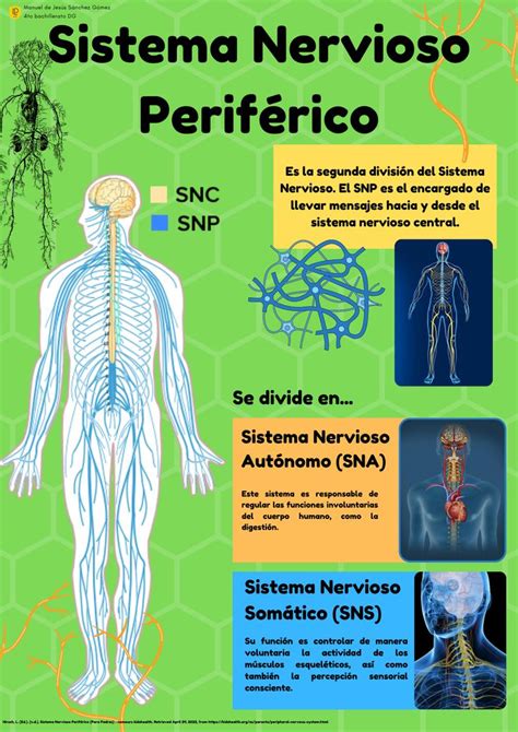 Sistema Nervioso Periferico Sistema Nervioso Periferico