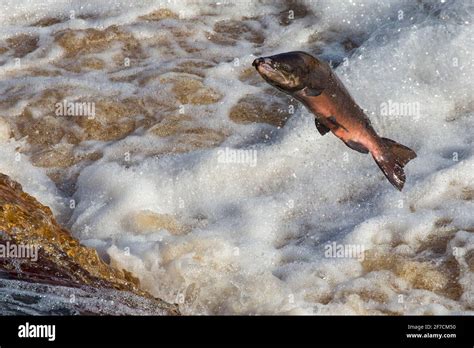 Atlantic Salmon Salmo Salar Leaping On Upstream Migration River Tyne