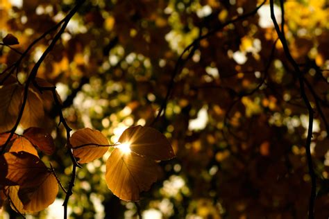 Autumn Flickr