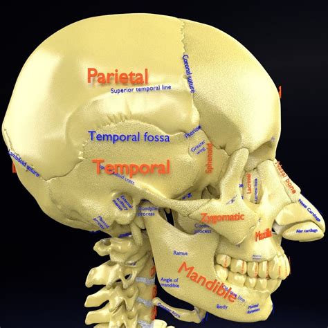 Skull Diagram