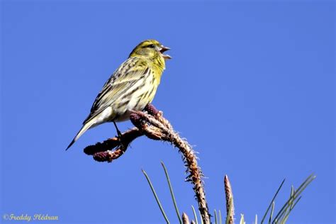 Serin Cini