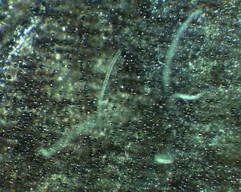 Stemphylium Sarciniforme