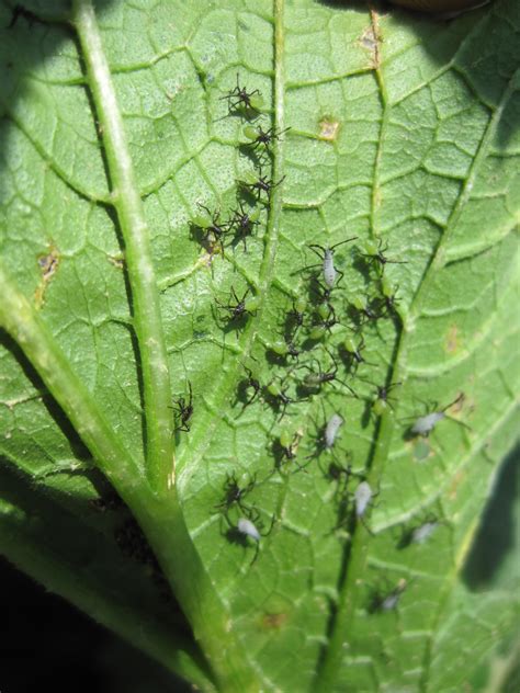 Vegetable Squash Bug Center For Agriculture Food And The