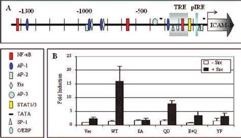 Activation Of Icam 1 Promoter Activity And Enhanced Expression Of