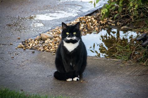 National Tuxedo Cat Day 2025 How And When It Is Celebrated Catster