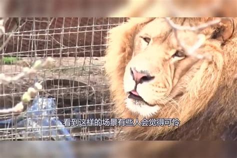 将2只狗狗“活体投喂”扔进狮子园，狮子的反应，让人出乎意料！狮子狗狗反应