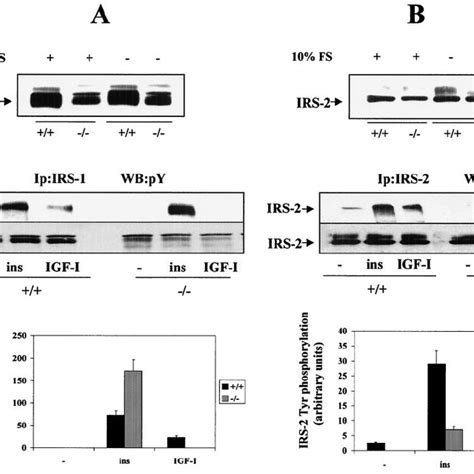 Insulin Effect On Shc Tyrosine Phosphorylation And Its Association With