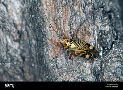 Striped Oak Bug Striped Oakbug Rhabdomiris Striatellus Calocoris