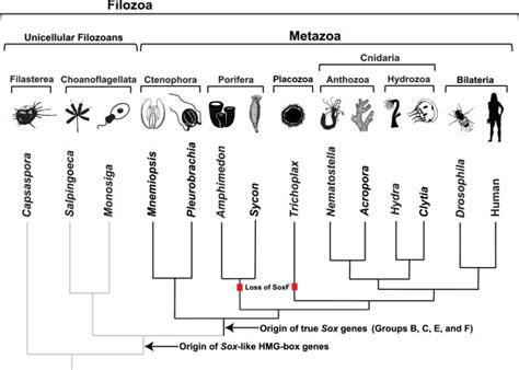 Evolutionary History Of The Of Sox Transcription Factor Download