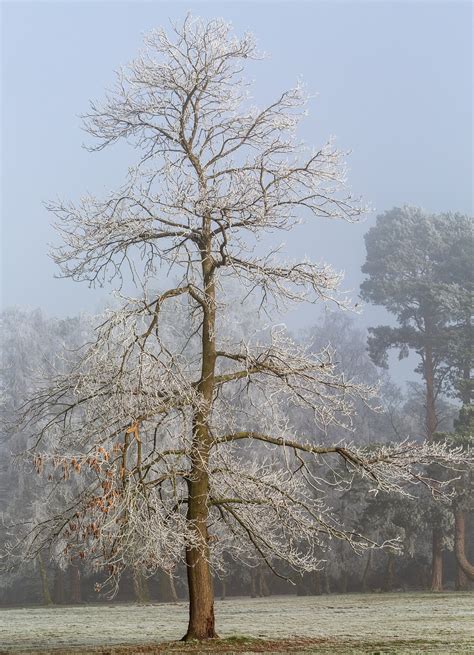 Árvore Inverno Neve Foto gratuita no Pixabay Pixabay