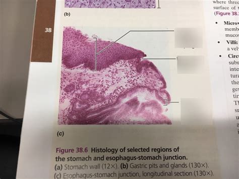 Digestive Lab Flashcards Quizlet