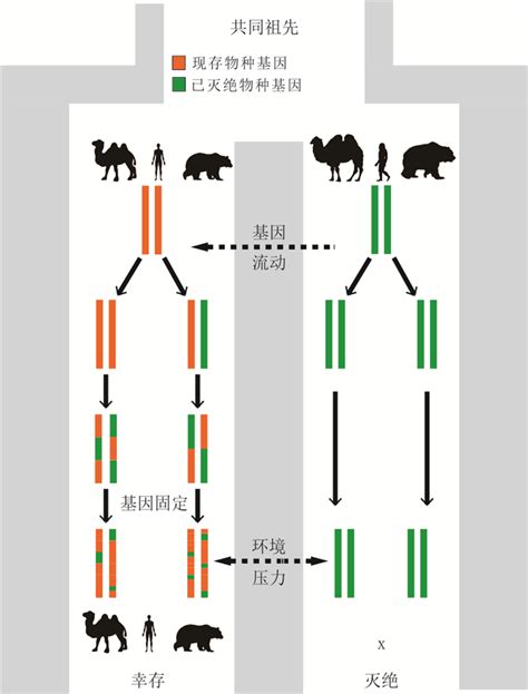 古dna研究在地球生物学领域的应用