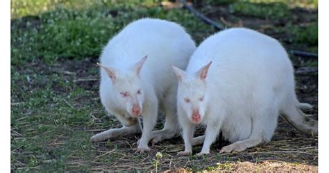 Снежанка бременна с трето