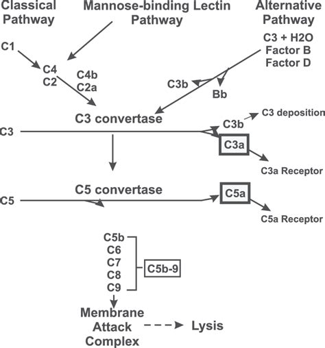 Major Pathways Of Complement Activation Leading To Generation Of Download Scientific Diagram