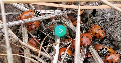 Snuggle Bugs Album On Imgur