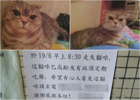 10歲貓女走失生死未卜 主人冀咪咪快回家｜即時新聞｜港澳｜oncc東網