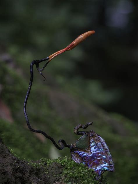 How A Fungus Turns Ants Into Zombies Artofit