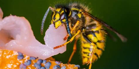 Stickande Fakta 10 Saker Du Inte Visste Om Getingar