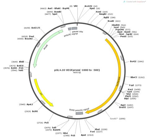 Addgene Pgl4 10 Vegfprom 1000 To 500