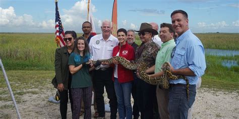 Florida S Annual Burmese Python Hunt Is Underway Fox Weather