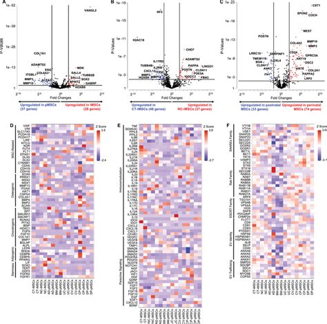 Transcriptomic Comparison Between Lineage‐specific Imscs And