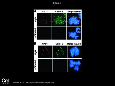 Cenp E As An Essential Component Of The Mitotic Checkpoint In Vitro
