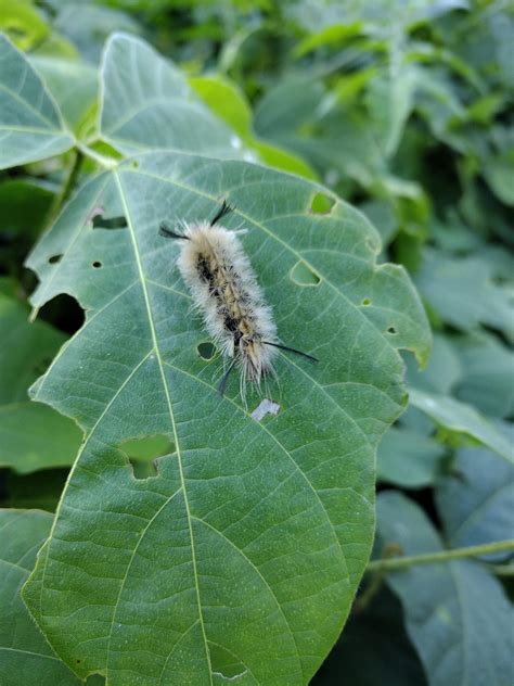 What Kind Of Cockroach Is This Rinsects