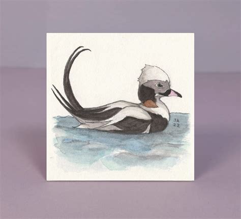 Long Tailed Duck Watercolor Sold Print Only Nemaa