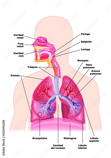 Esquema Del Sistema Respiratorio Humano Stock Vector Adobe 42 OFF