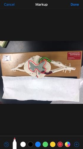 Spinal Cord And Nerves Lab Flashcards Quizlet