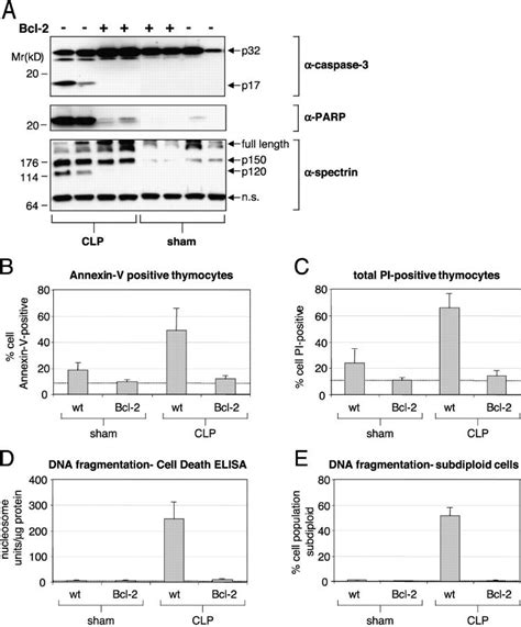 Effect Of Bcl 2 On Apoptotic Manifestations In The Thymus Of Download Scientific Diagram