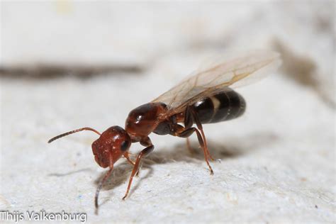 Colobopsis Truncata Antariums