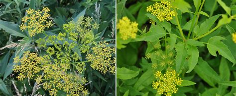 Whats The Difference Wild Parsnip Vs Golden Alexander Forest Preserve District Of Will County