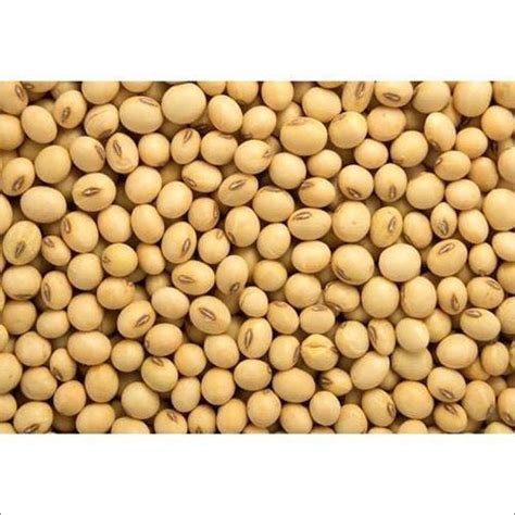 White Soya Bean At Best Price In Khargone Madhya Pradesh Mukhtiyar Khan Overseas