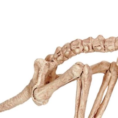 Skeleton Rat Halloween Prop Discount Party Supplies Discount Party