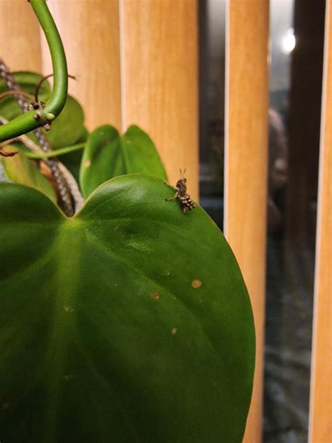 Tiny Black Grasshoppers In My Philodendron Help Rplantclinic