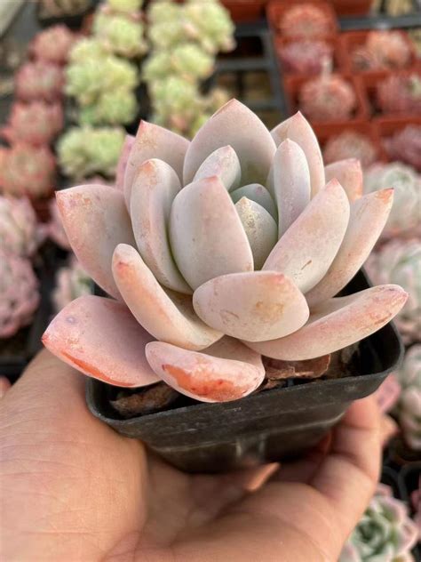 冬天来了怎么样给多肉植物浇水呢？ 知乎